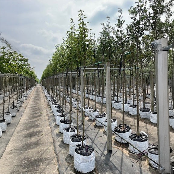 Conference Pear Tree | Pyrus communis Conference | Ornamental Trees