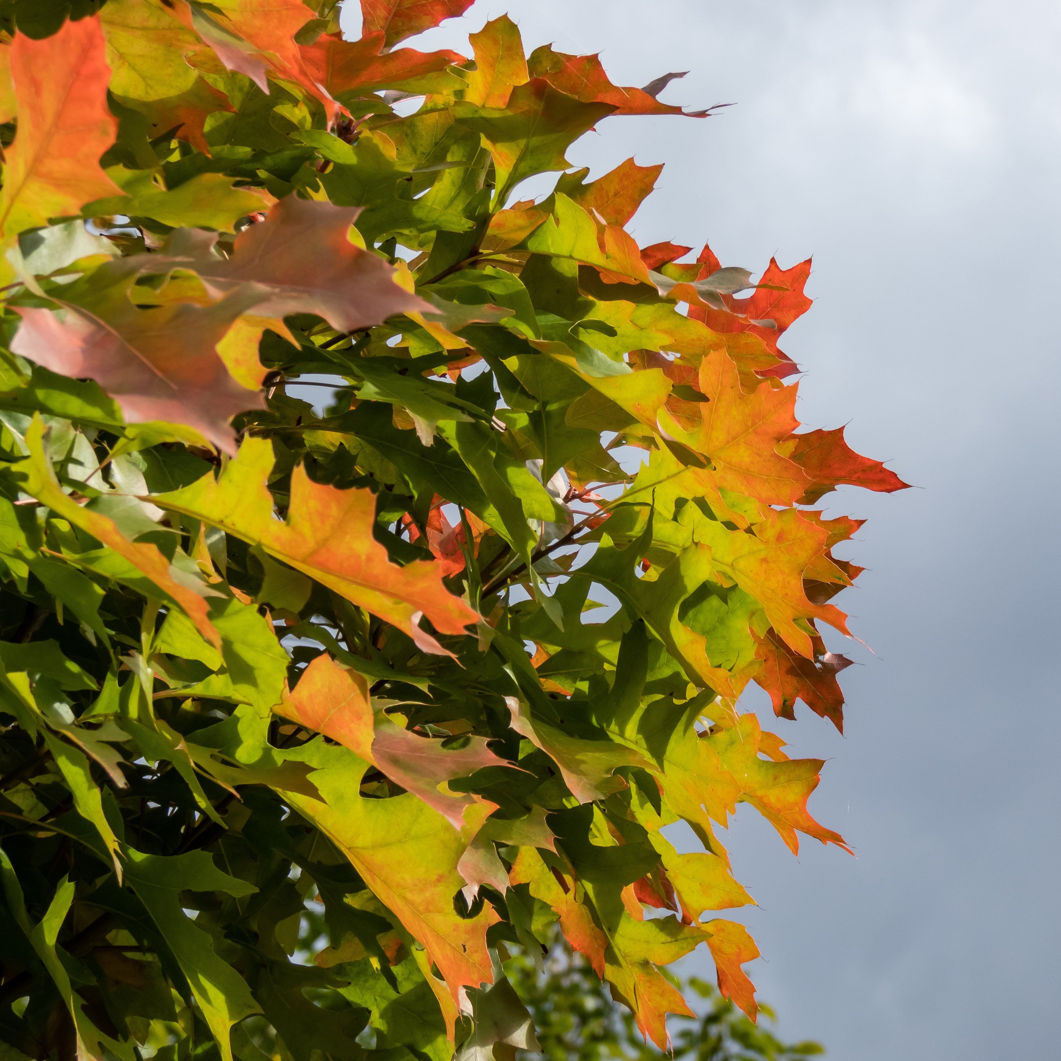 Quercus palustris 'Green Dwarf' | Pin Oak | Ornamental Trees