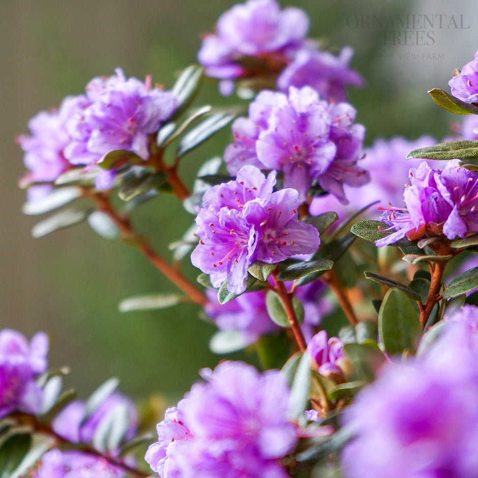 Purple Garden Plants, Trees & Shrubs | Ornamental Trees