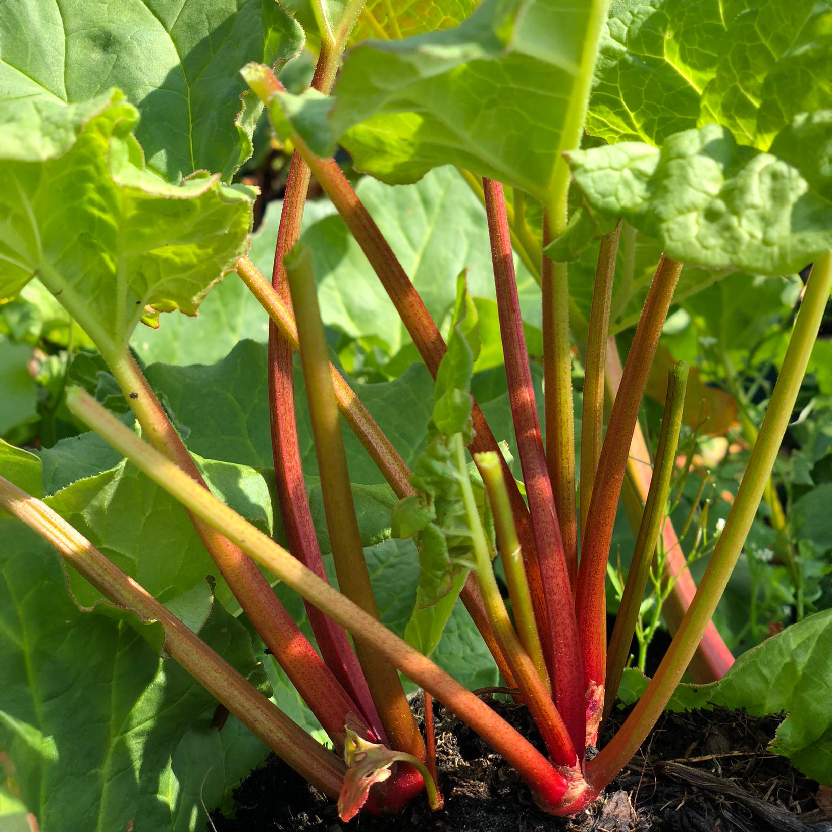 Timperley Early Rhubarb Plants | Ornamental Trees