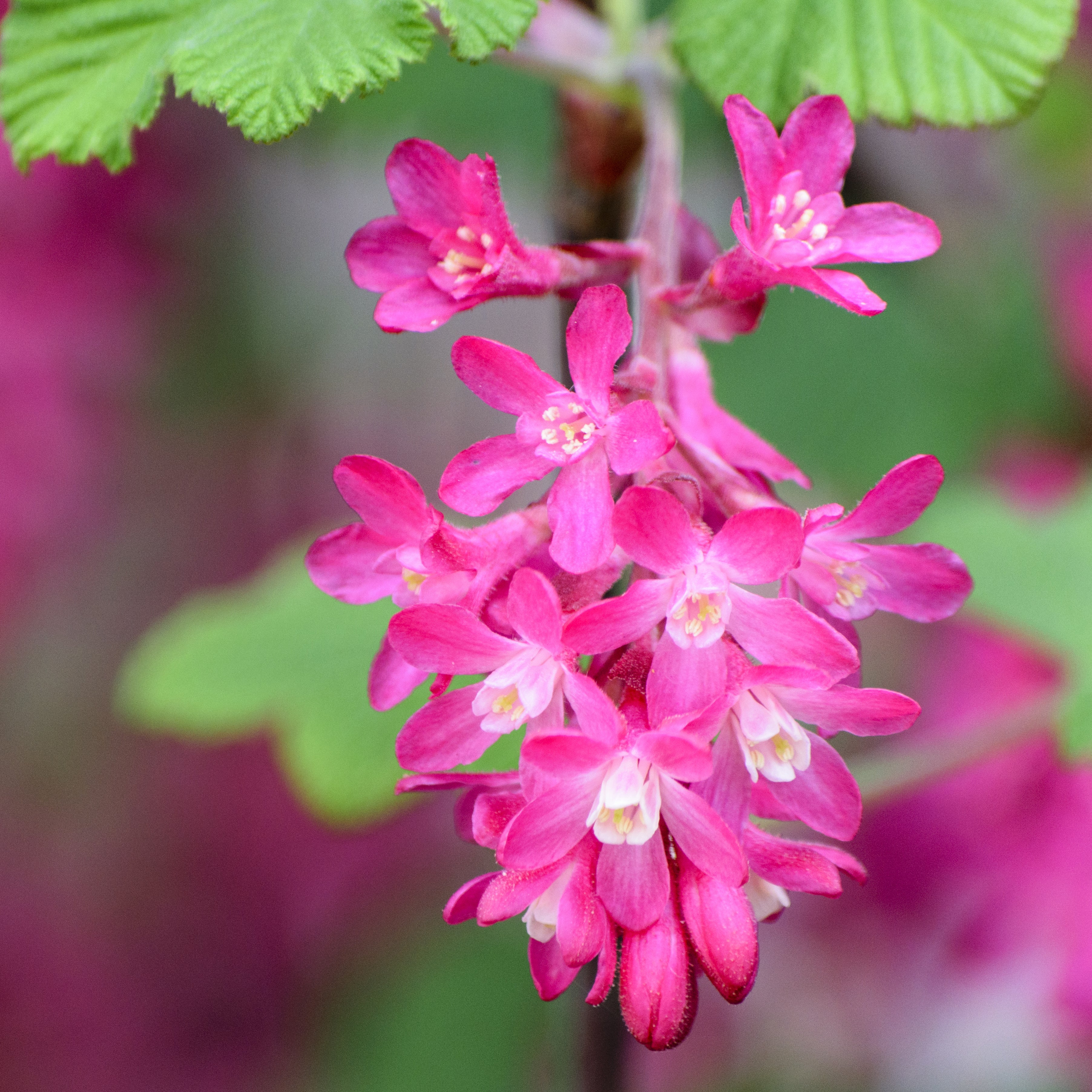 Ribes sanguineum King Edward VII | Ornamental Trees