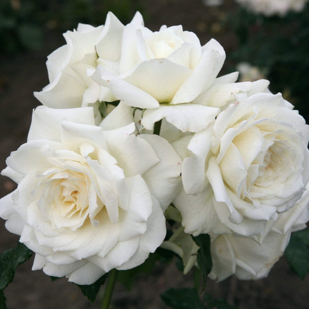 Rose Bushes, Shrubs & Climbers | Ornamental Trees