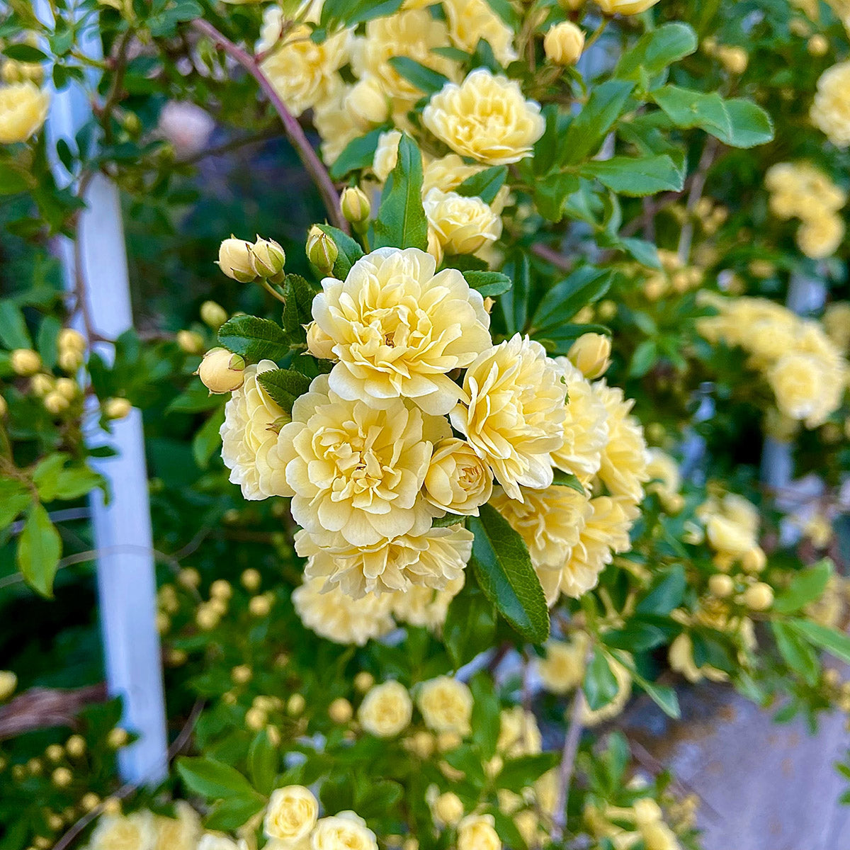 Rose Banksiae Lutea | Banksian White Climbing Rose | Ornamental Trees