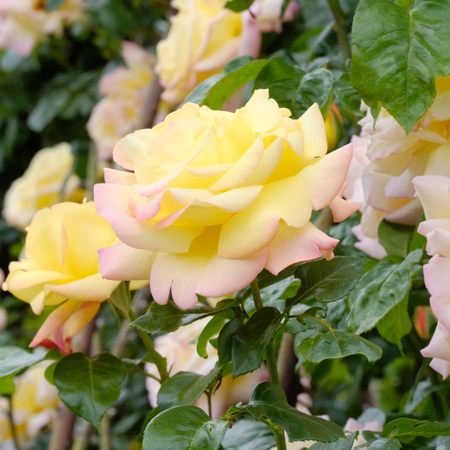 Rose Peace | Buy Yellow & Pink Rose Bushes | Ornamental Trees