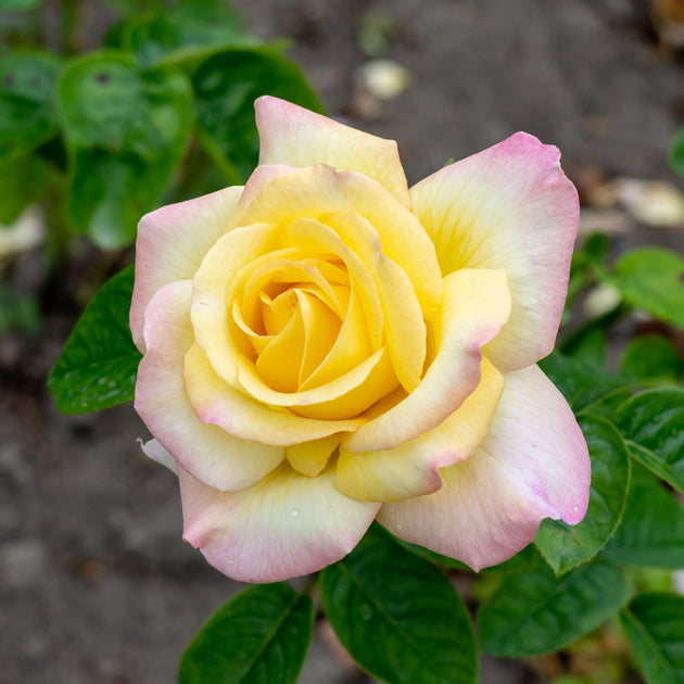 Rose Peace | Buy Yellow & Pink Rose Bushes | Ornamental Trees