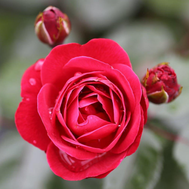 Rose Bushes, Shrubs & Climbers | Ornamental Trees