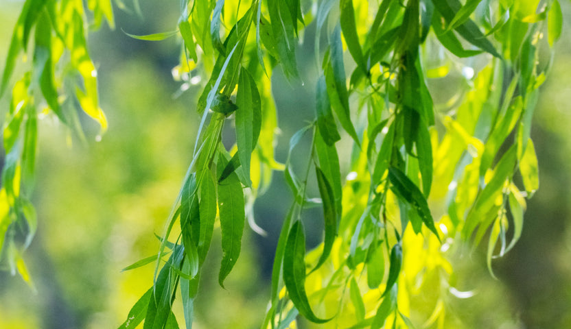 Small Weeping Trees For Small Gardens | Ornamental Trees