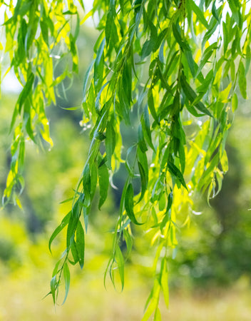 Small Weeping Trees For Small Gardens | Ornamental Trees