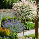 Salix integra Hakuro Nishiki | Flamingo Dwarf Willow | Ornamental Trees