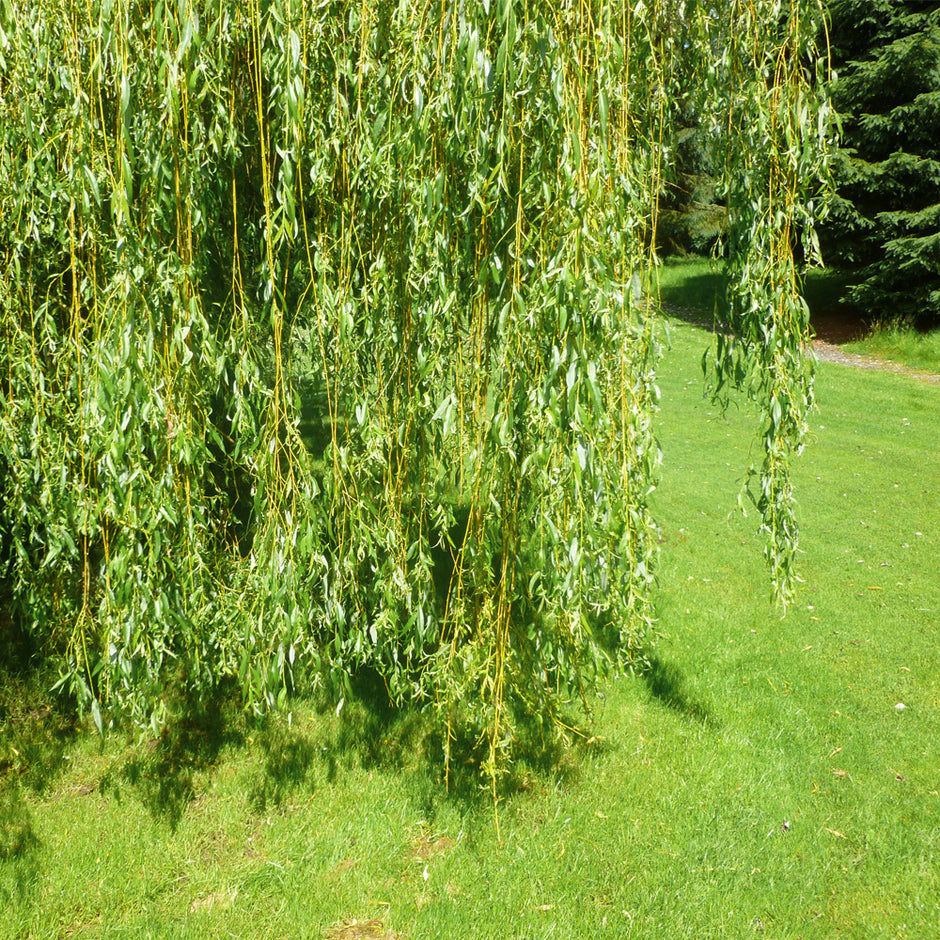 Willow & Weeping Willow Trees | Salix For Sale | Ornamental Trees