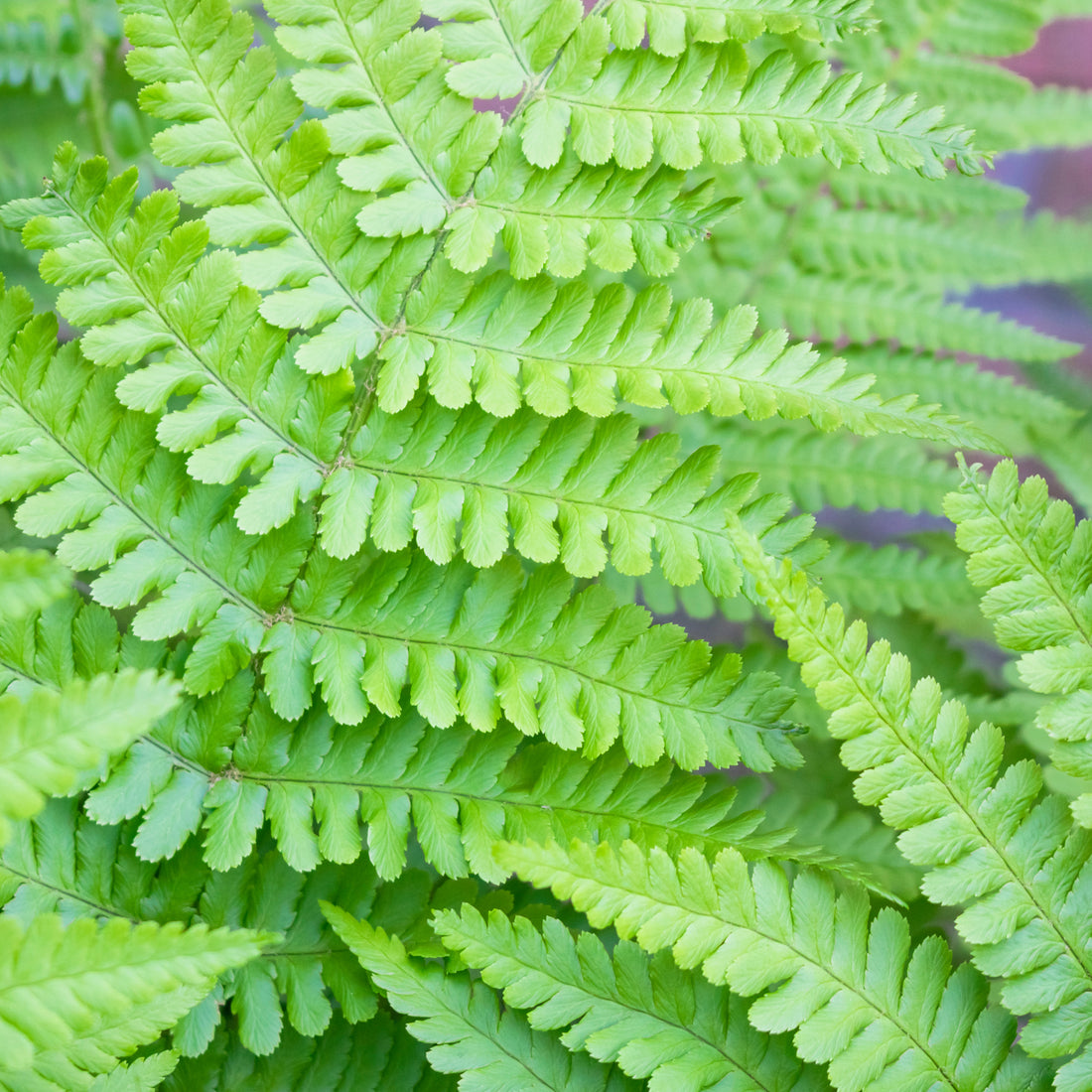 Dryopteris affinis | Scaly Male Ferns For Sale | Ornamental Trees