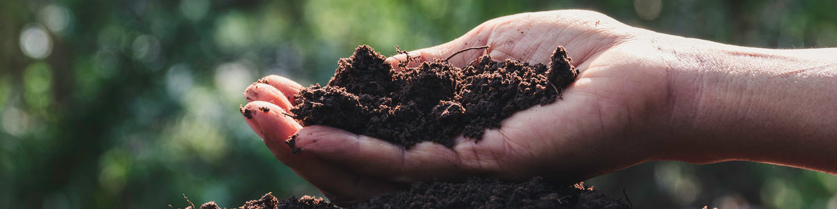 Compost | Peat-Free Composts For Trees & Shrubs | Ornamental Trees