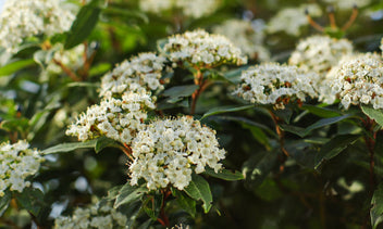 Shrubs & Bushes For Clay Soil | Ornamental Trees