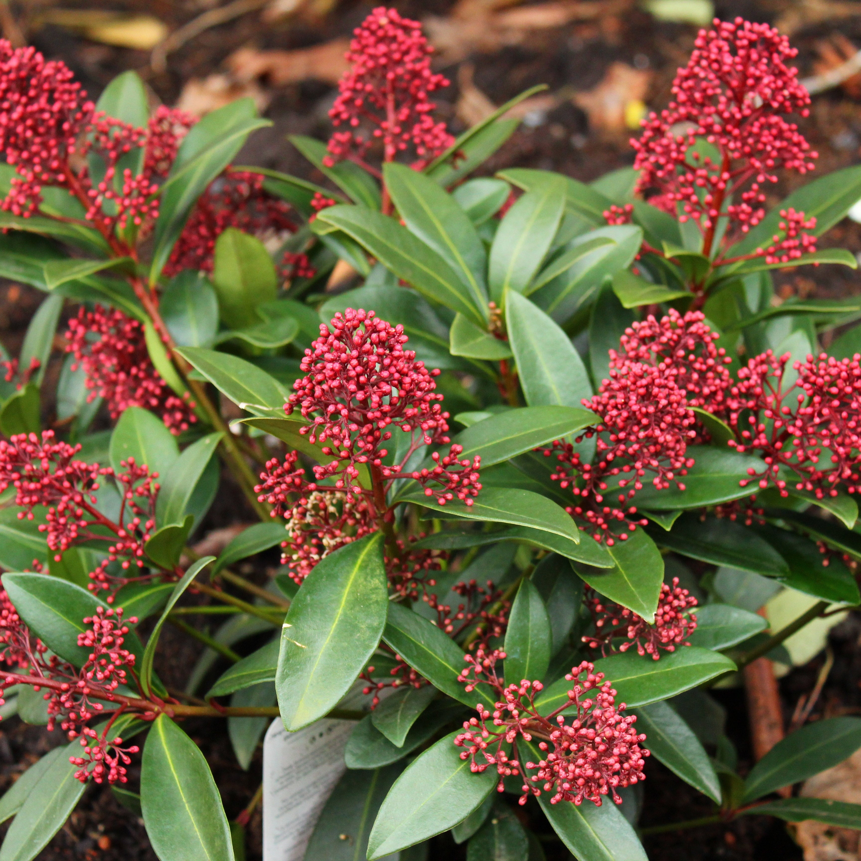 Skimmia japonica Rubella | Evergreen Shrubs | Ornamental Trees
