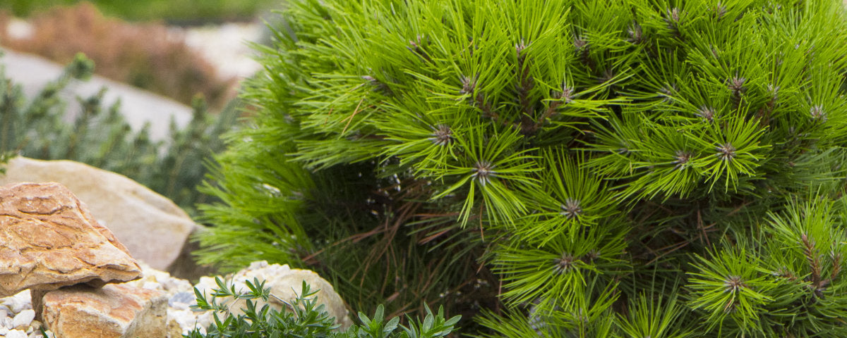 Dwarf Conifers & Small Coniferous Plants | Ornamental Trees