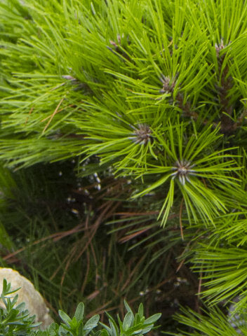 Dwarf Conifers & Small Coniferous Plants | Ornamental Trees