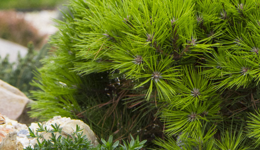Dwarf Conifers & Small Coniferous Plants | Ornamental Trees