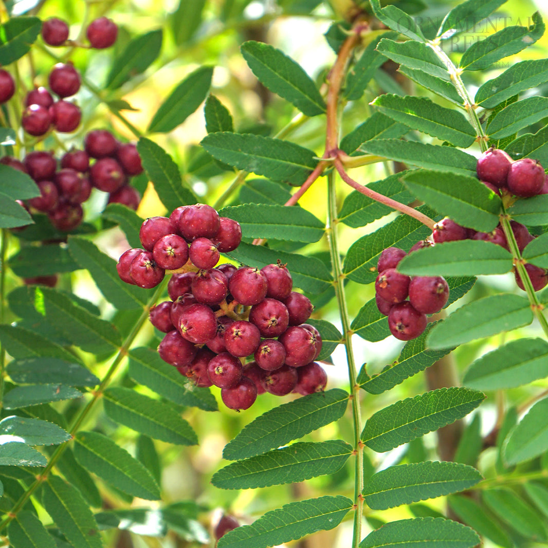 Sorbus hupehensis Pink Pagoda | Hupeh Rowan Trees | Ornamental Trees