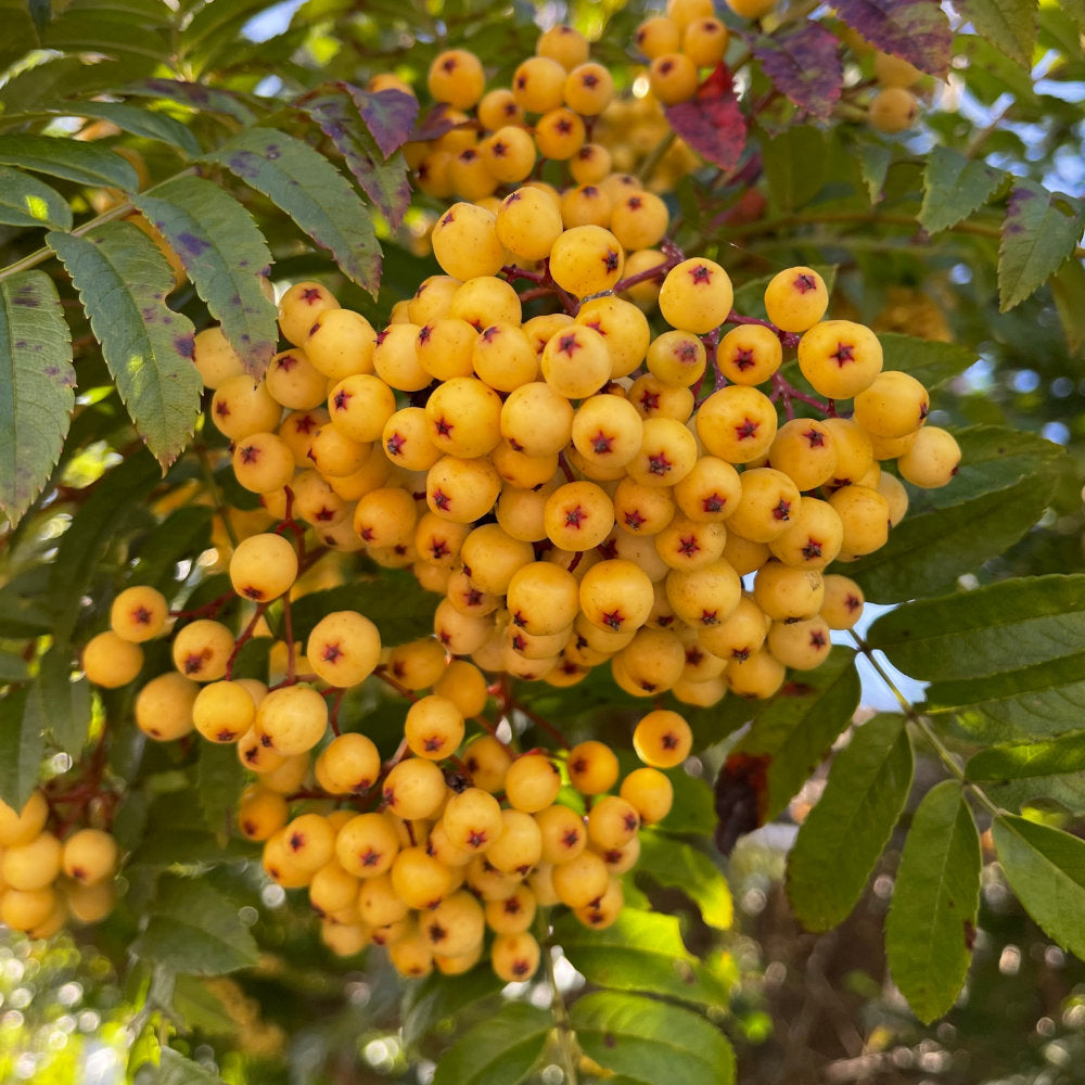 Sorbus Sunshine | Yellow Berried Mountain Ash Trees | Ornamental Trees