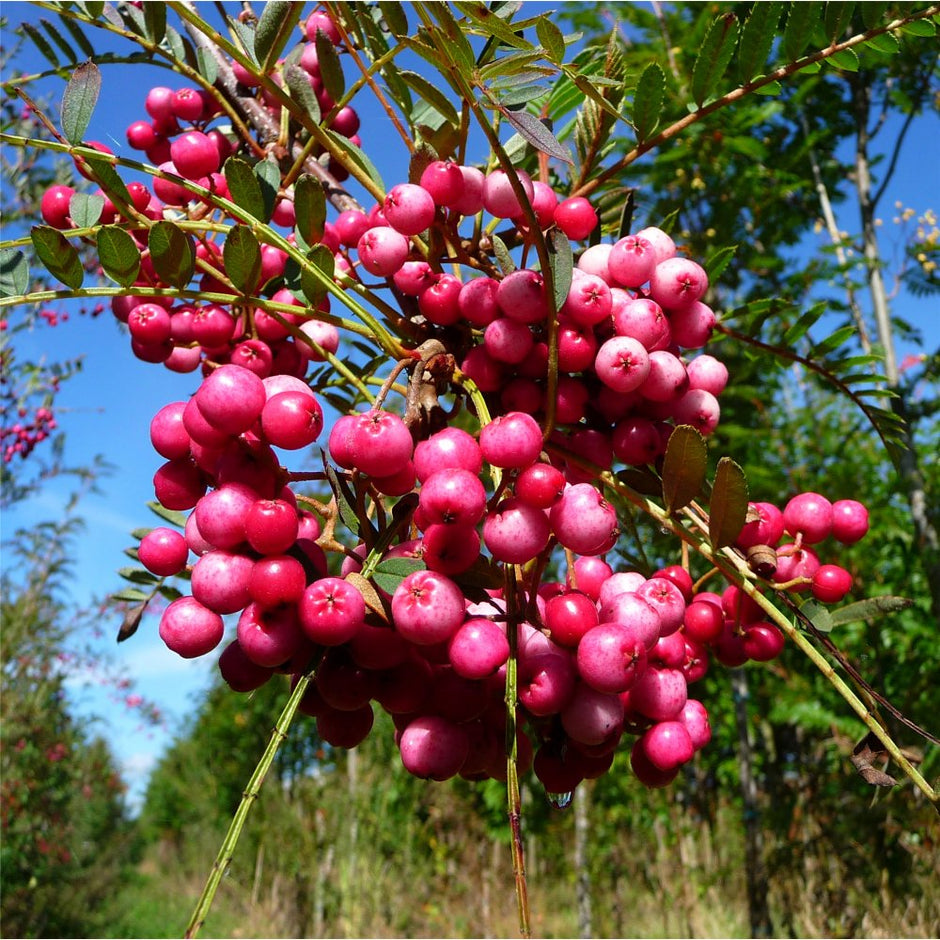 Sorbus commixta Embley | Buy Scarlet Japanese Rowan | Ornamental Trees