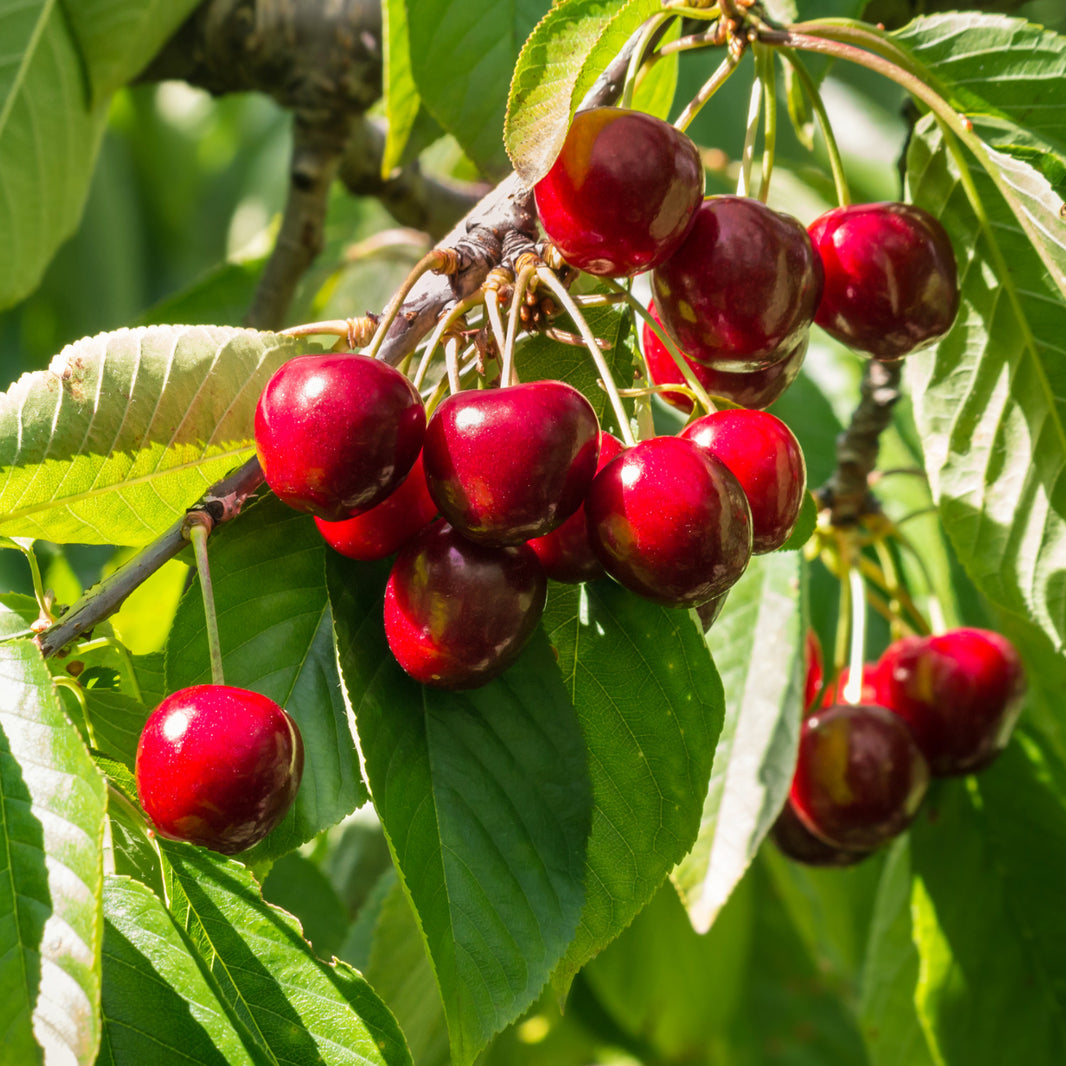 Sunburst Cherry Trees For Sale | Black Cherries | Ornamental Trees