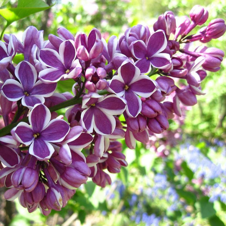 Syringa vulgaris Madame Lemoine | White Lilac Trees | Ornamental Trees
