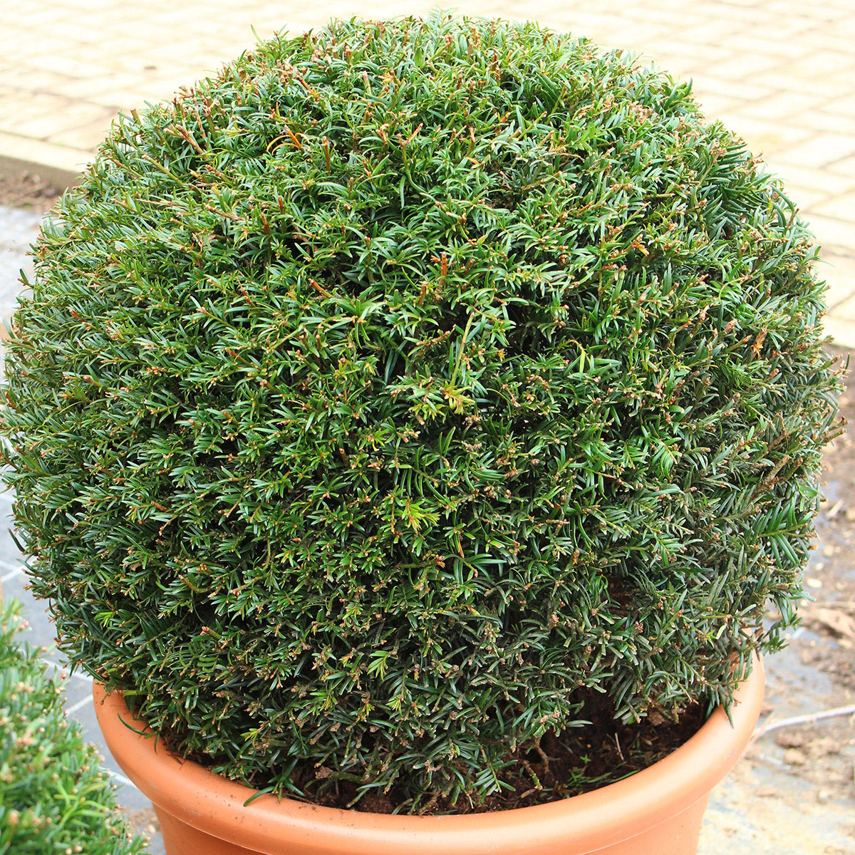English Yew Topiary Balls | Taxus baccata | Ornamental Trees