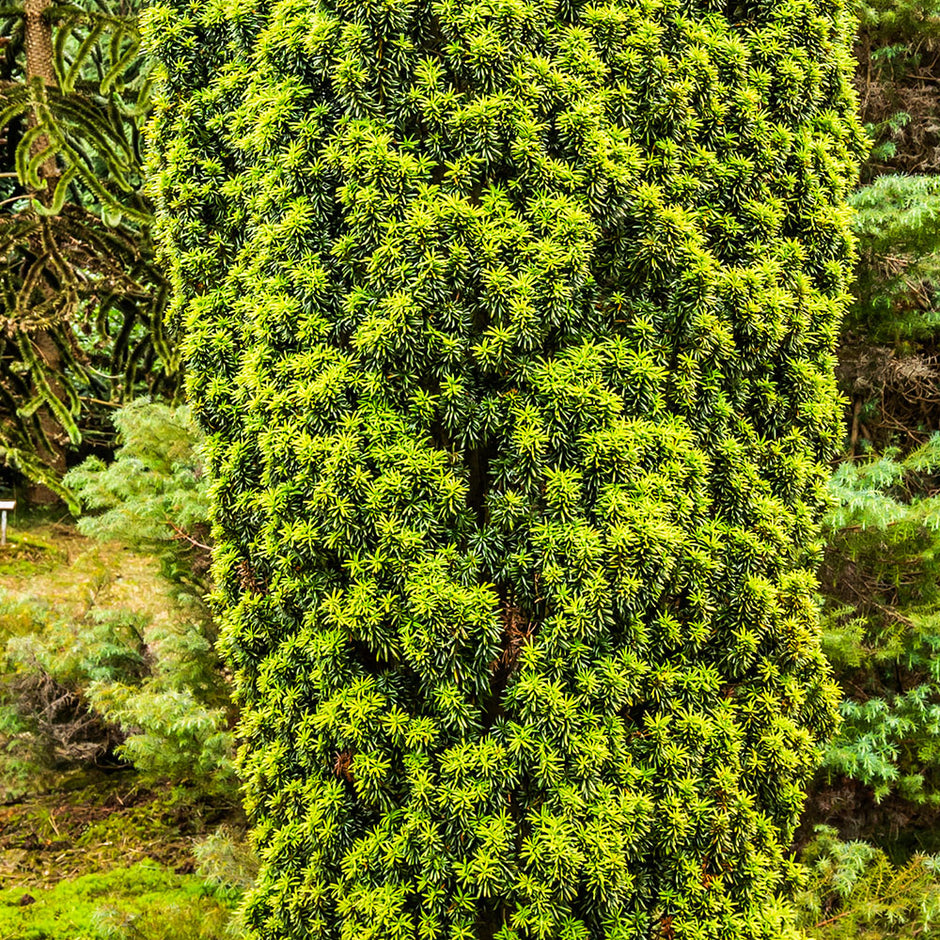 Conifer Trees For Sale | Coniferous | Ornamental Trees