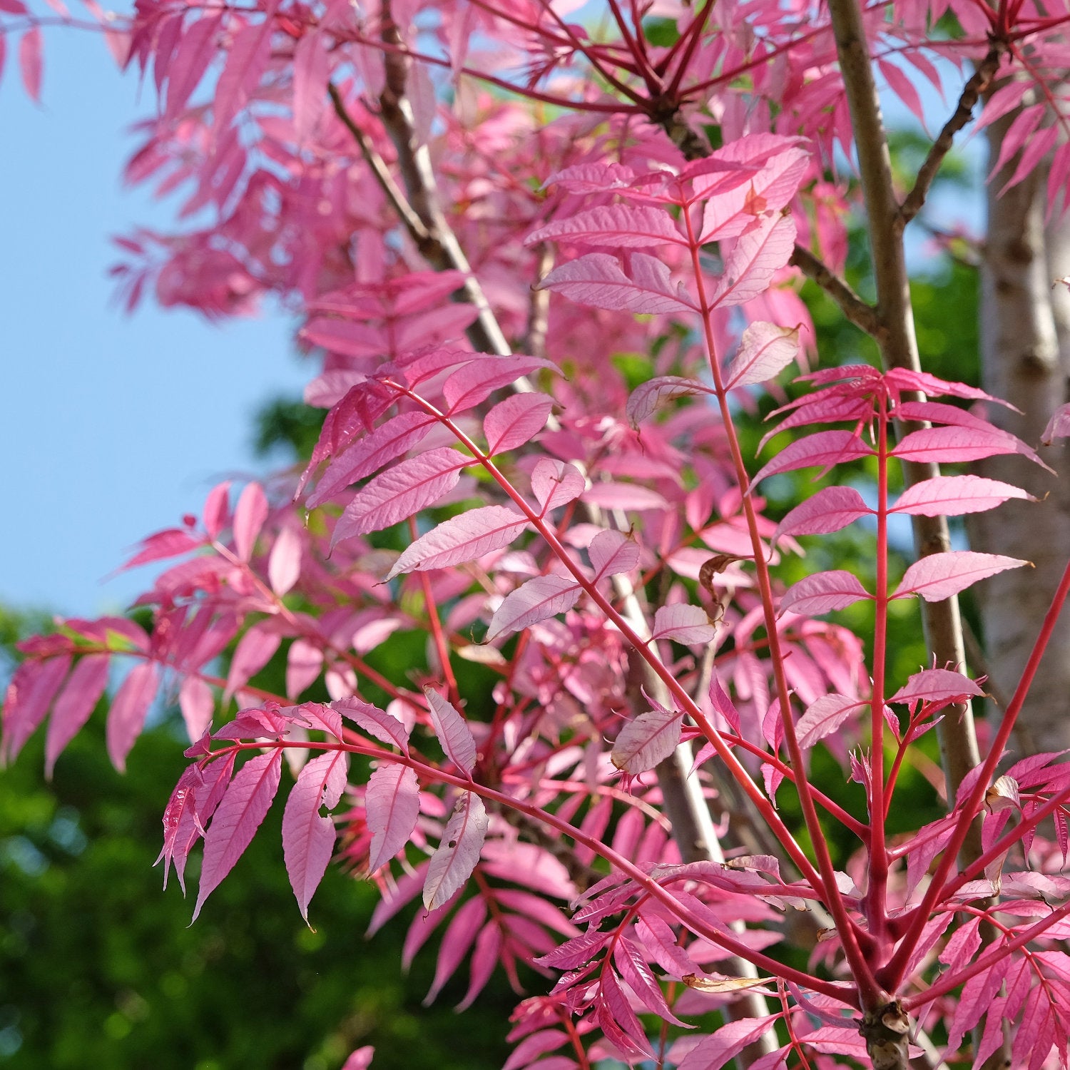 Toona sinensis Flamingo | Chinese Cedar Trees | Ornamental Trees