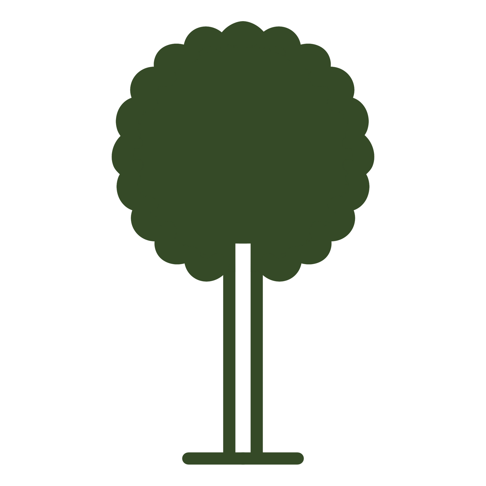 Orange Tree | Citrus sinensis | Ornamental Trees