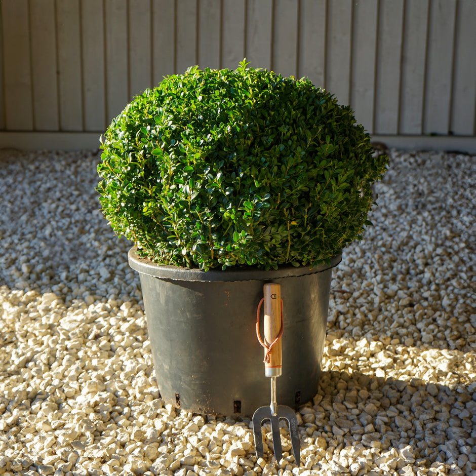 English Yew Topiary Balls | Taxus baccata | Ornamental Trees