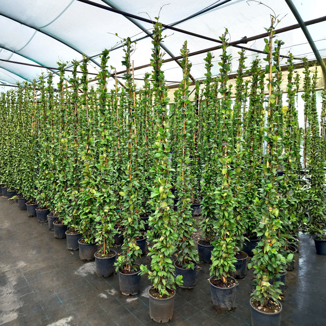 Star Jasmine | Evergreen Climbing Jasmine Plants – Ornamental Trees