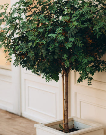 Small Trees For Pots & Planters | Patio Trees | Ornamental Trees