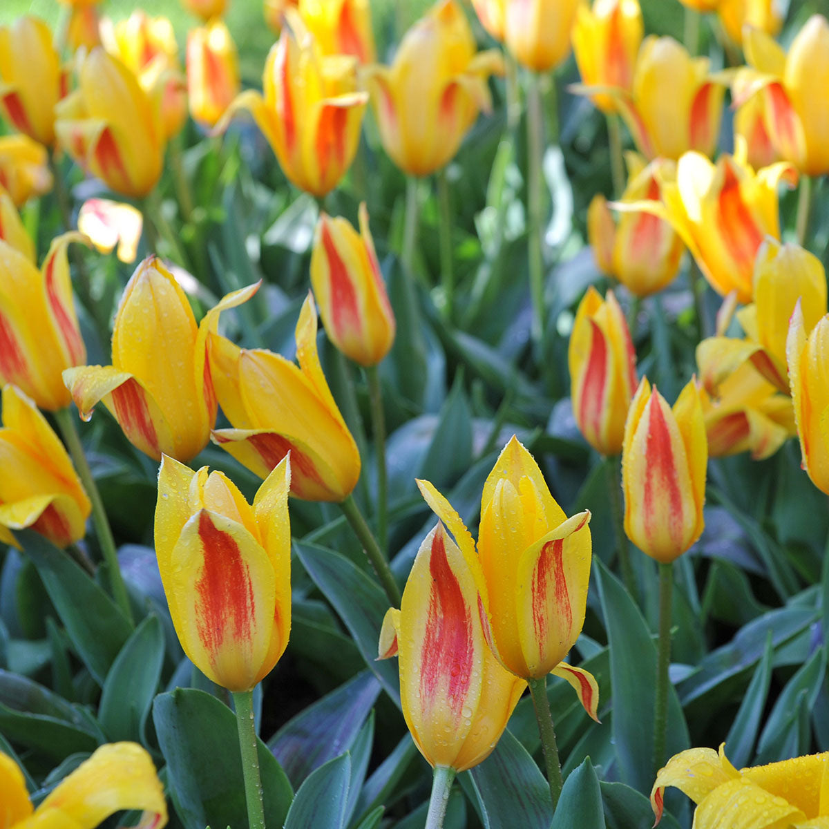 Tulip Rockery Garden Bulb Mix | Flowering Bulbs – Ornamental Trees