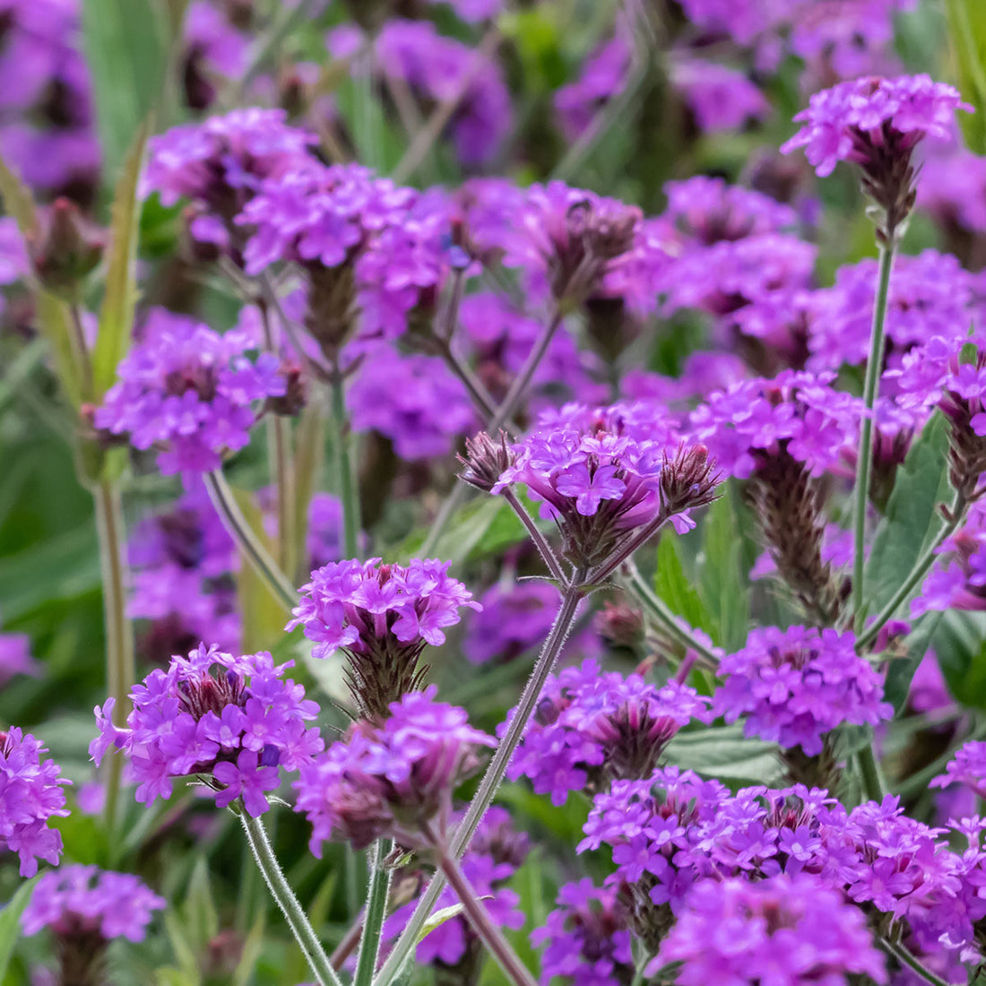 Verbena rigida Venosa | Purple Flowering Perennials | Ornamental Trees