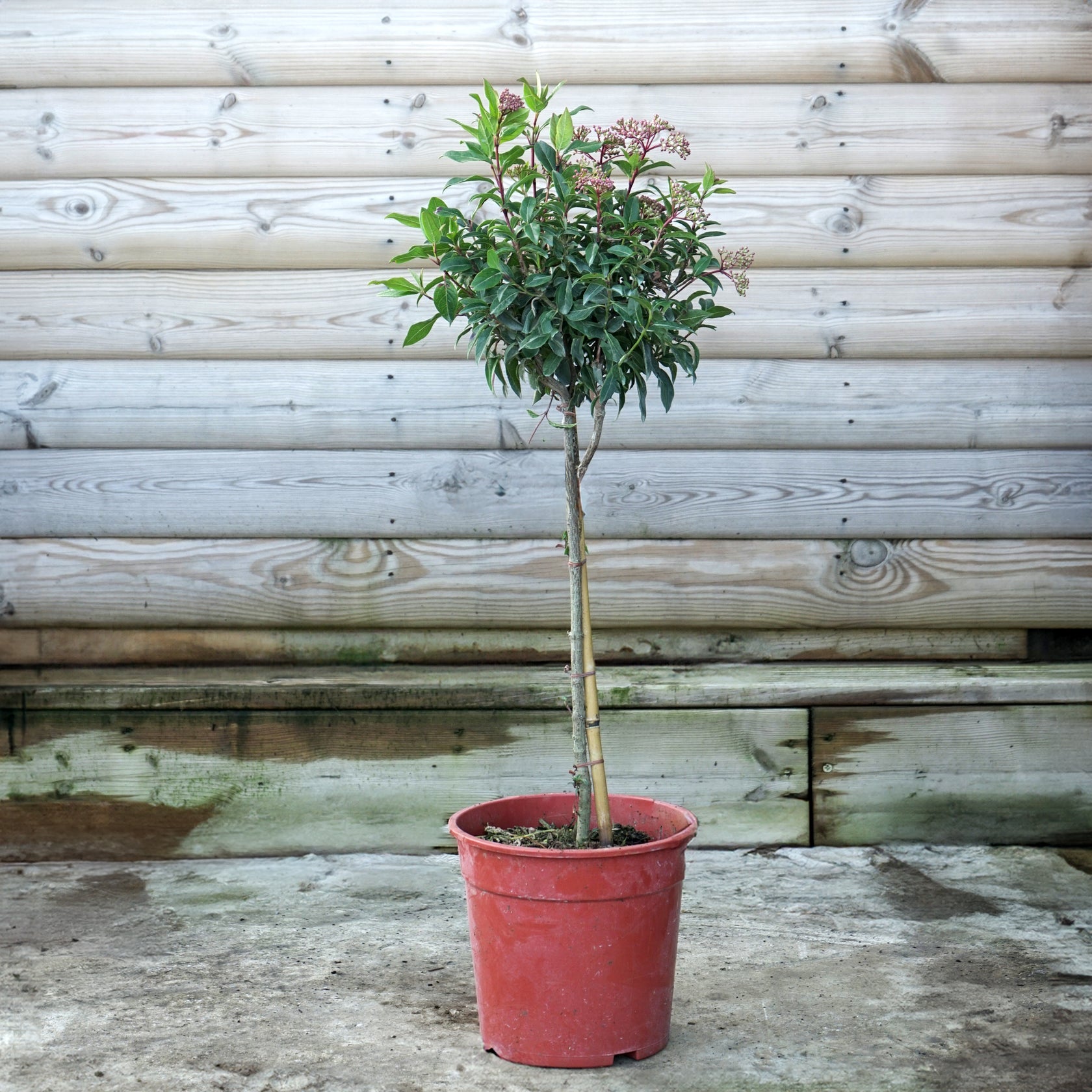 Viburnum tinus Eve Price Shrub | Evergreen Viburnum | Ornamental Trees