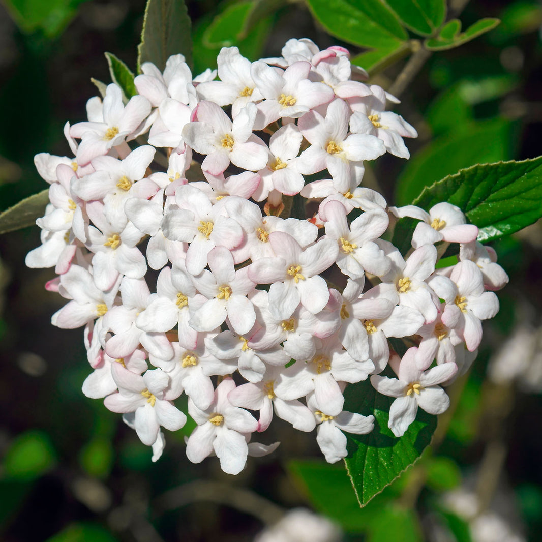 Viburnum tinus Eve Price Shrub | Evergreen Viburnum | Ornamental Trees