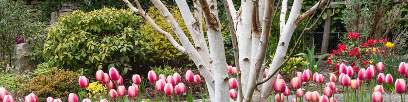 Buy True Multi Stem Trees | Ornamental Trees