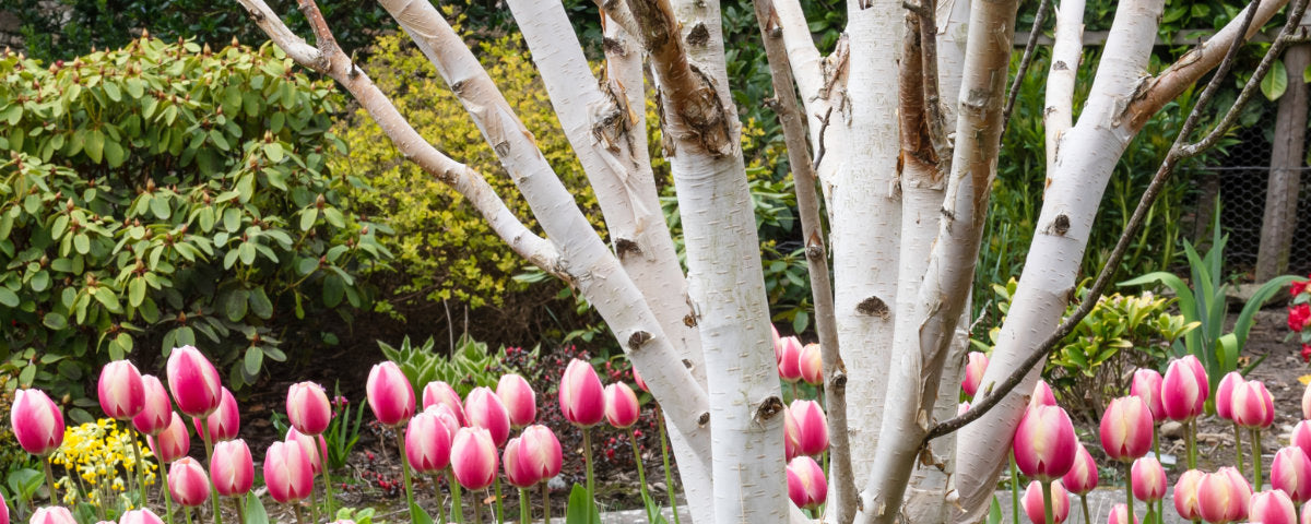 Buy True Multi Stem Trees | Ornamental Trees