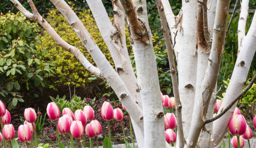 Buy True Multi Stem Trees | Ornamental Trees