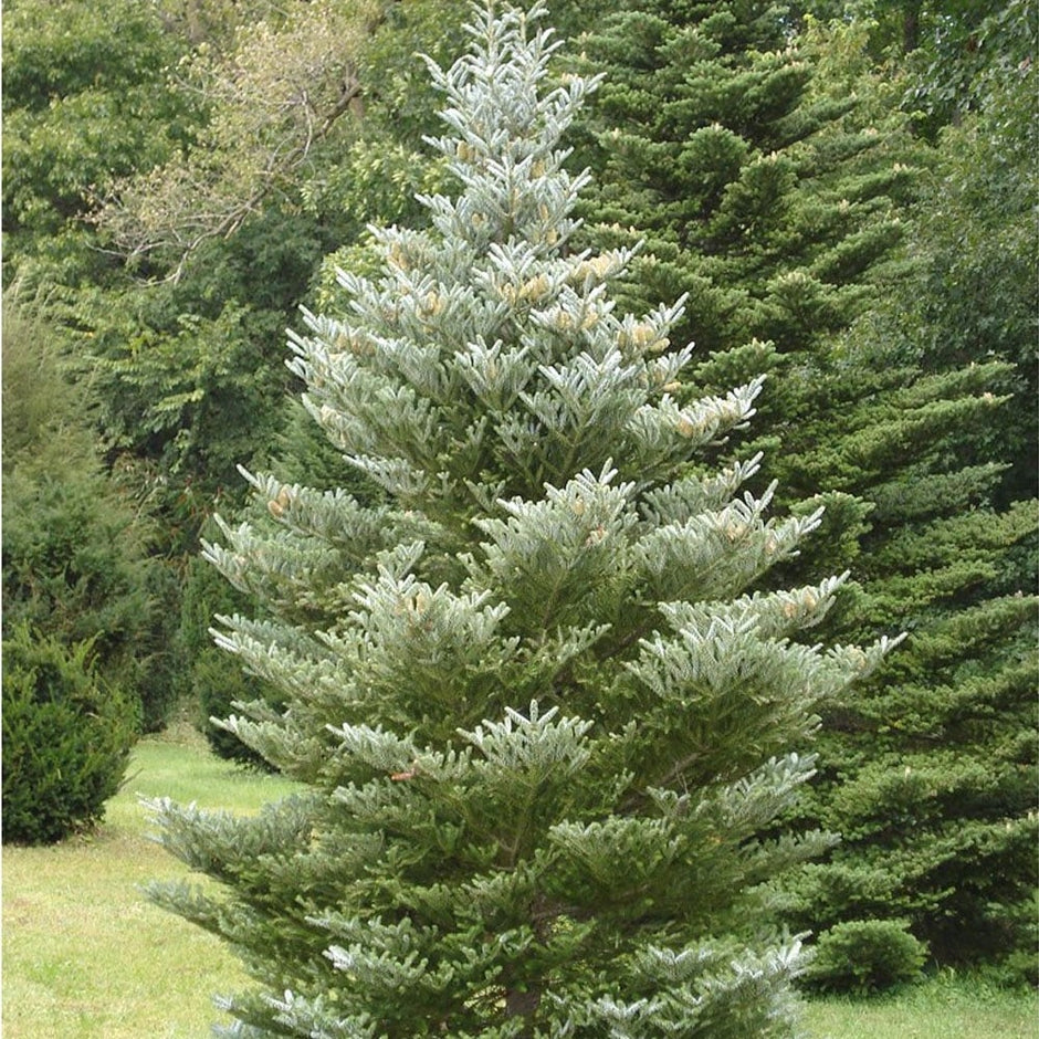 Dwarf Conifers & Small Coniferous Plants | Ornamental Trees