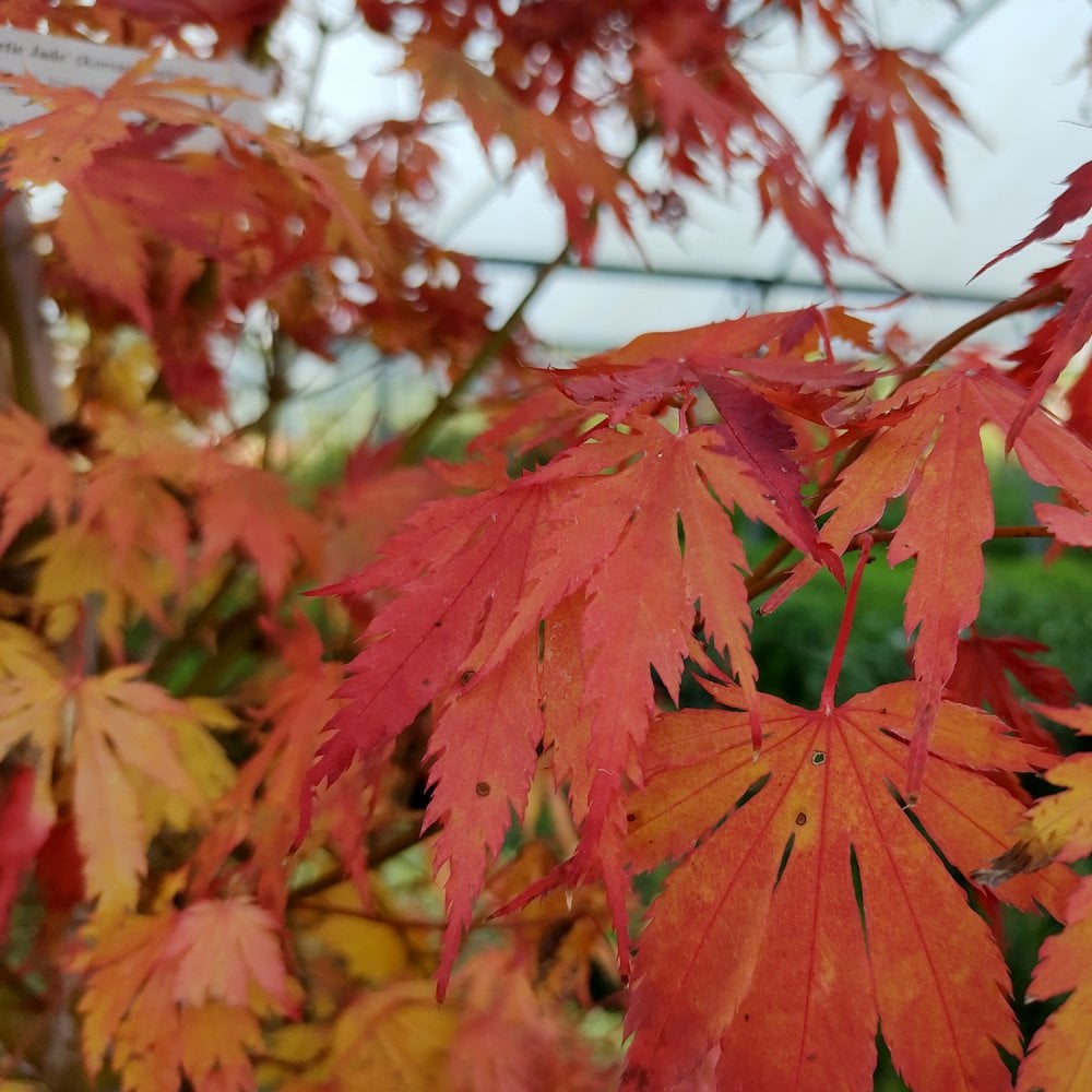 Acer pseudosieboldianum Arctic Jade | Hybrid Maple | Ornamental Trees