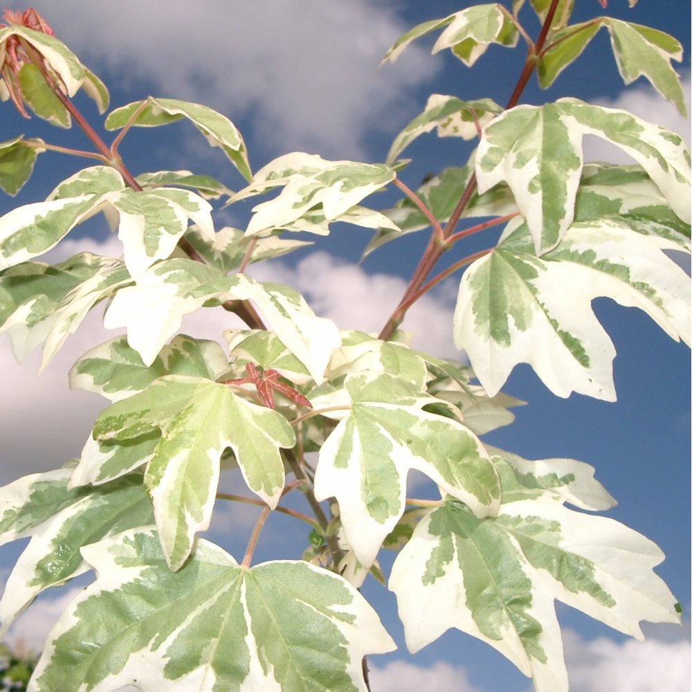 Acer campestre Carnival | Variegated Maple Tree| Ornamental Trees