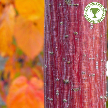 Mature Maple Trees For Sale | Large Acers | Ornamental Trees