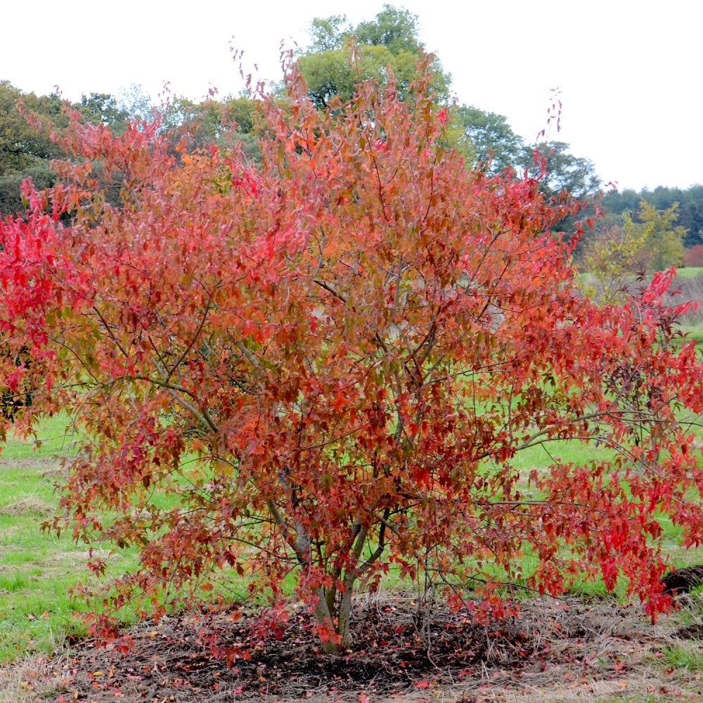 Acer ginnala Flame | Tatarian Maple Trees | Ornamental Trees