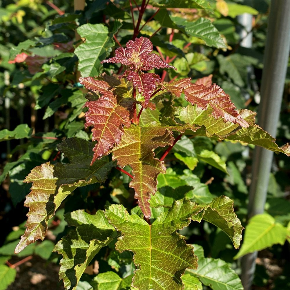Acer ginnala Merlot Magic | Tatarian Maple Trees | Ornamental Trees