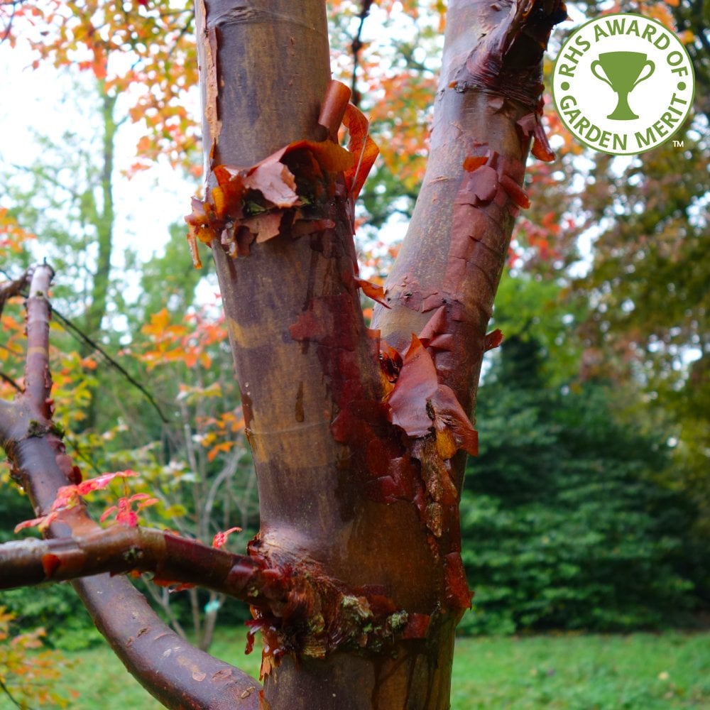 Acer griseum | Paperbark Maple Trees For Sale – Ornamental Trees