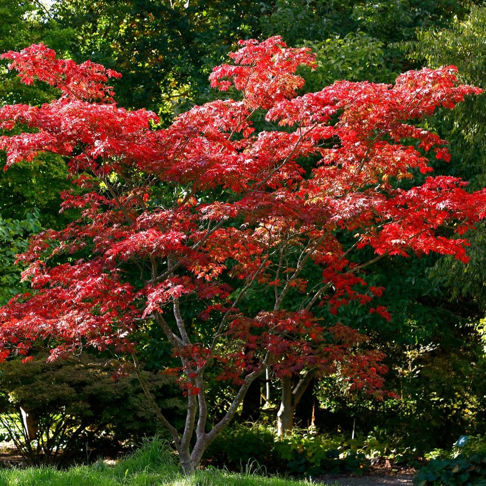 Acer japonicum Aconitifolium Japanese Maple | Ornamental Trees