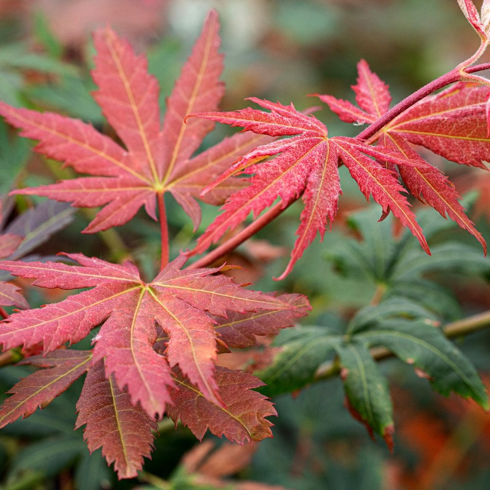 Acer pseudosieboldianum North Wind | Hybrid Maple Tree | Ornamental Trees
