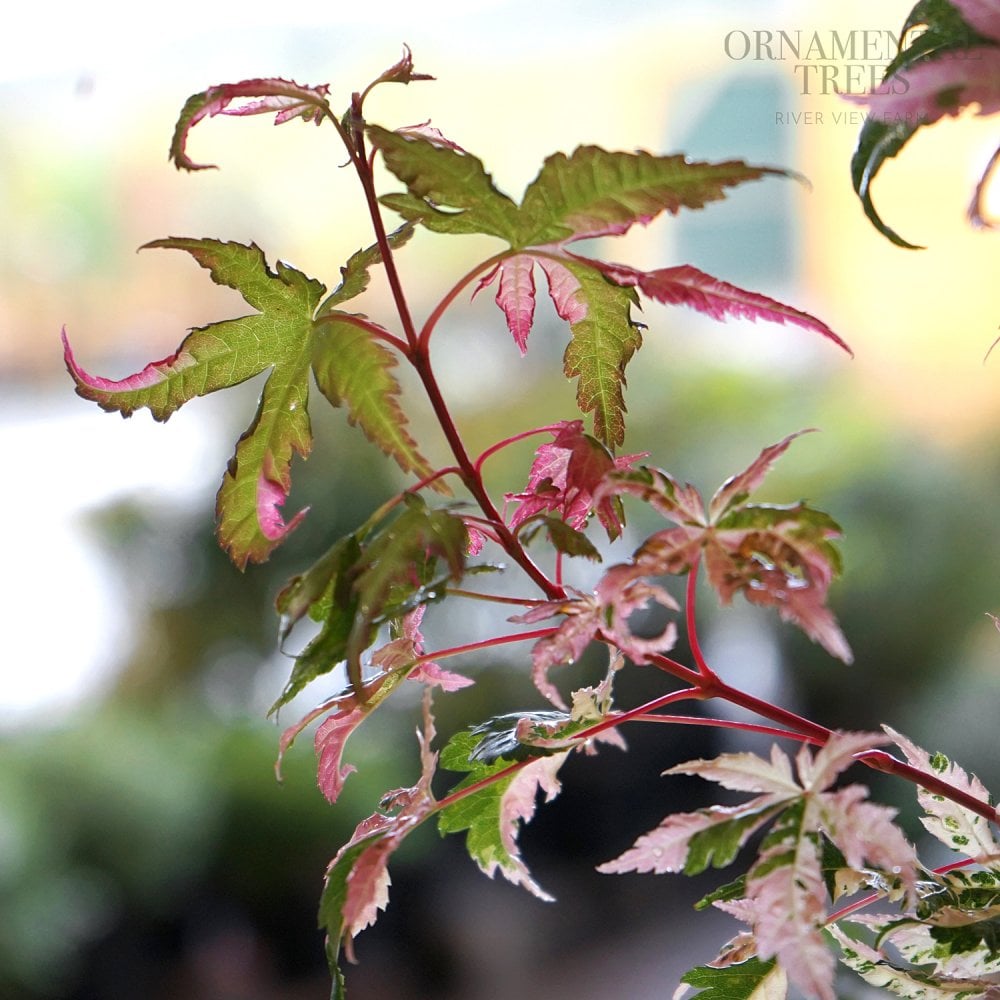 Acer palmatum Asahi-zuru | Colourful Japanese Maple | Ornamental Trees